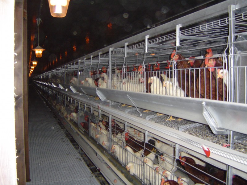 FACCO | Poultry Equipment - PARENT STOCK - CAGE SYSTEM