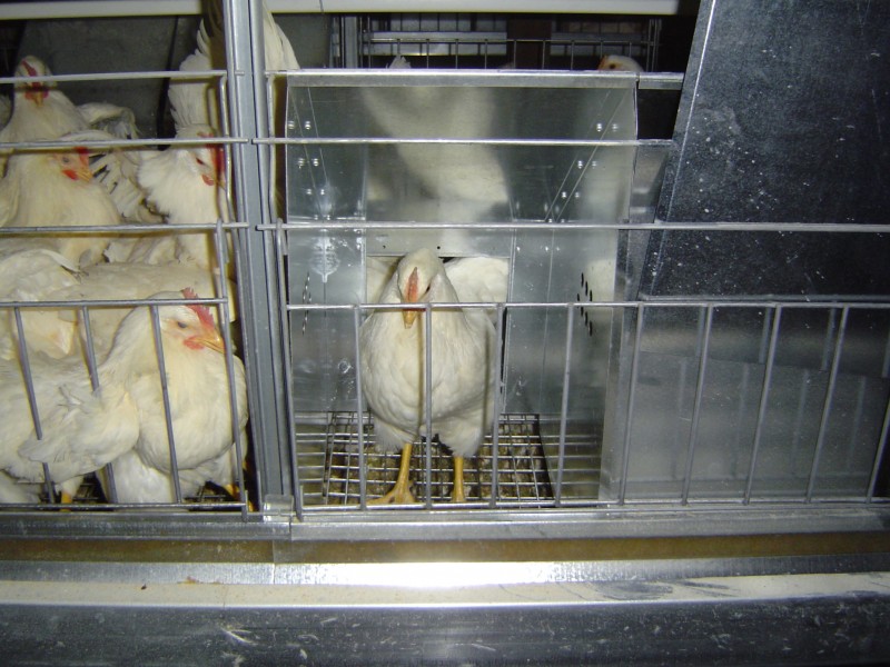 FACCO | Poultry Equipment - PARENT STOCK - CAGE SYSTEM
