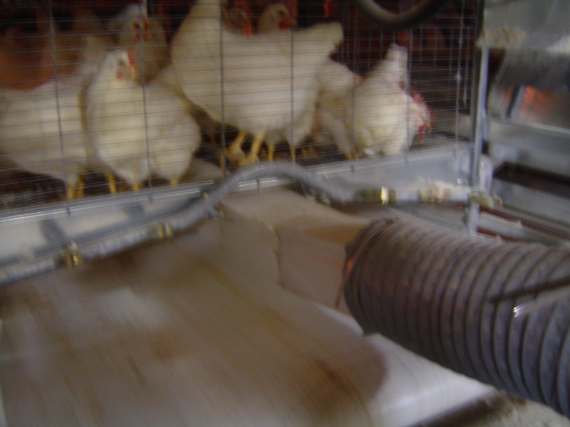 FACCO | Poultry Equipment - PARENT STOCK - CAGE SYSTEM