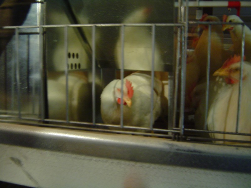 FACCO | Poultry Equipment - PARENT STOCK - CAGE SYSTEM