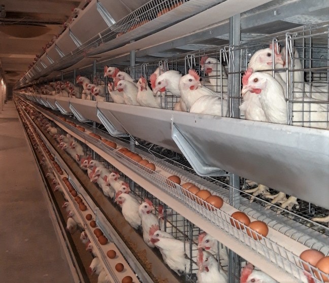 Poultry Breeder Farms