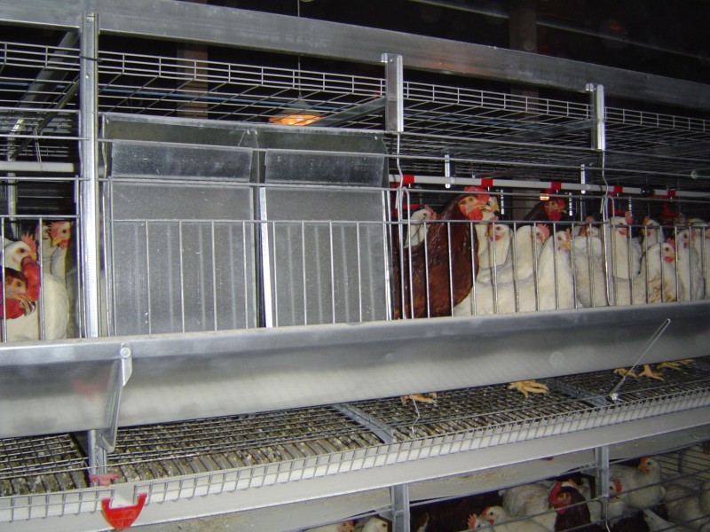 FACCO | Poultry Equipment - PARENT STOCK - CAGE SYSTEM