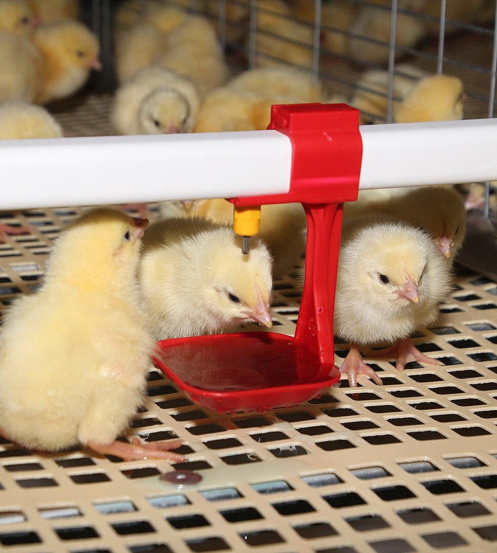 FACCO | Poultry Equipment - MULTI TIER B3-B3 MAX