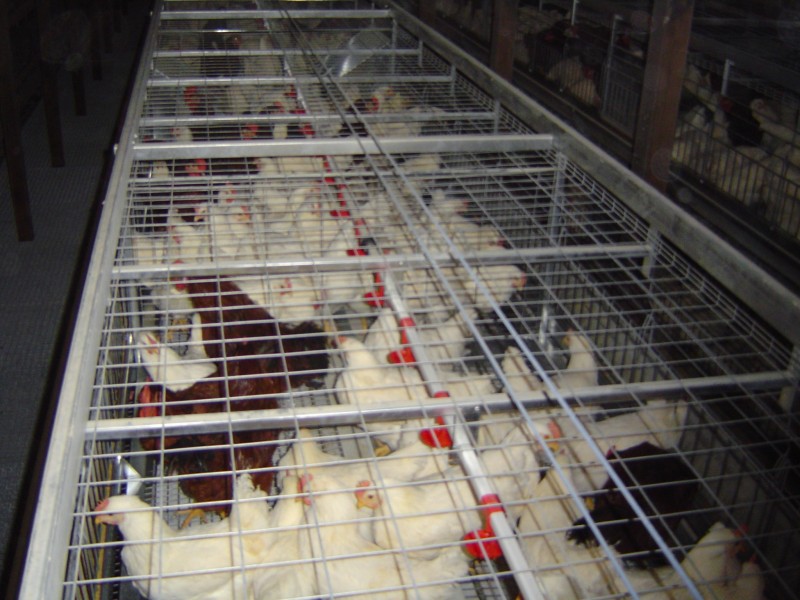 FACCO | Poultry Equipment - PARENT STOCK - CAGE SYSTEM