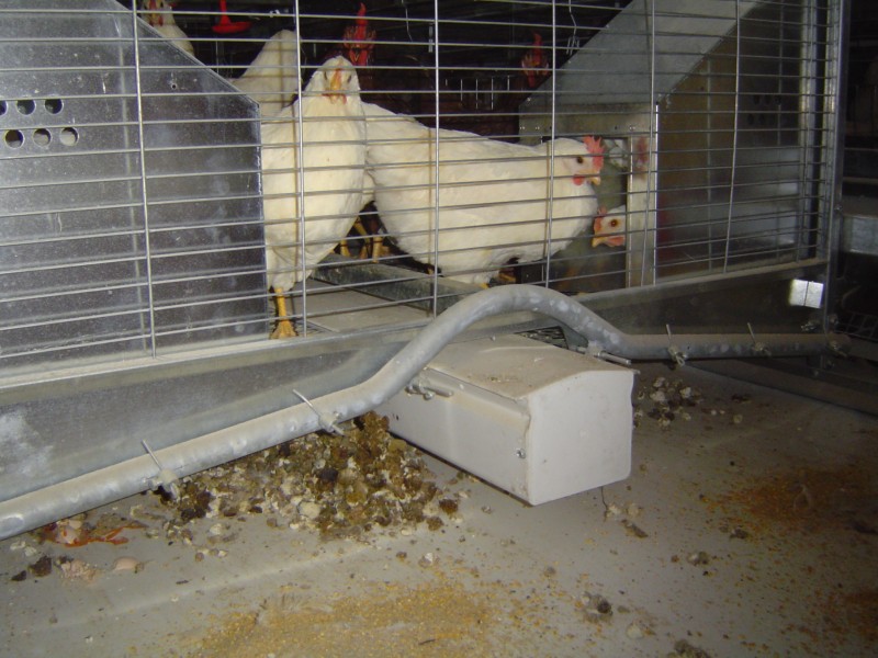 FACCO | Poultry Equipment - PARENT STOCK - CAGE SYSTEM