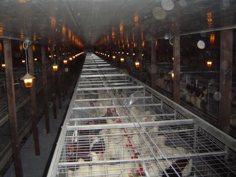 FACCO | Poultry Equipment - PARENT STOCK - CAGE SYSTEM