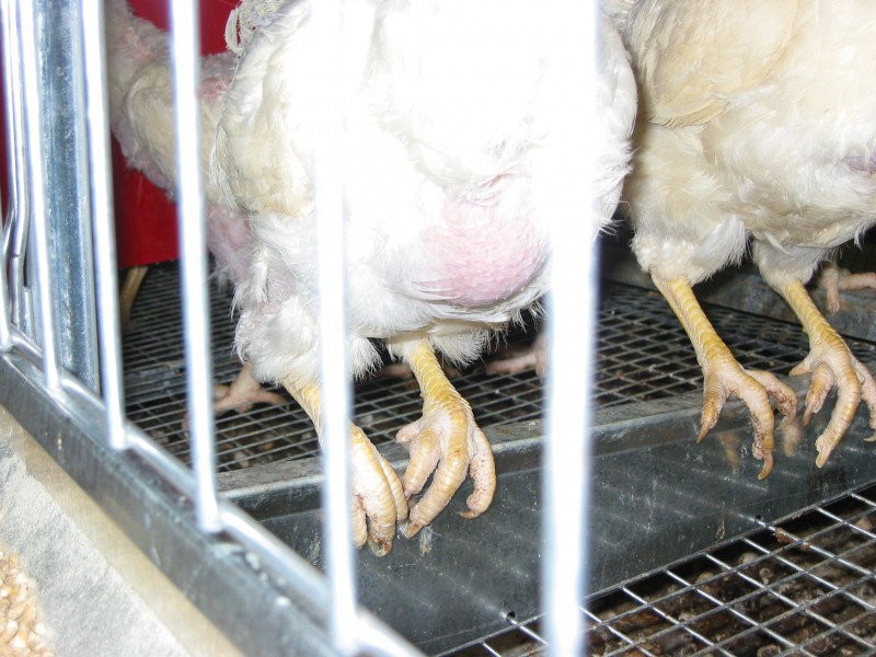 FACCO | Poultry Equipment - PARENT STOCK - CAGE SYSTEM